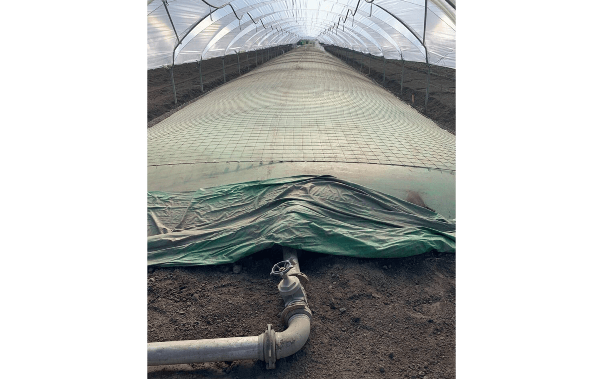 Farm & Facility Tour – Pyramidflowers