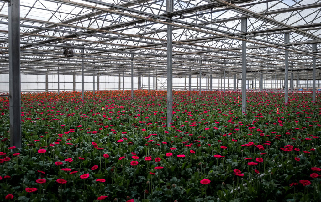 Farm & Facility Tour – Pyramidflowers